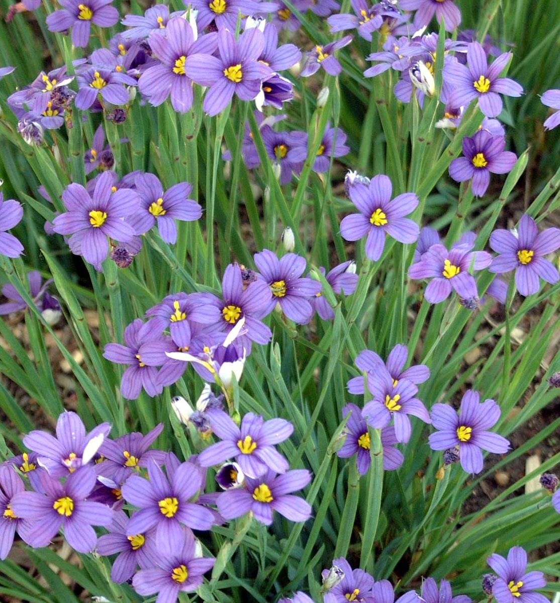 Lucerne Blue Eyed Grass Natorps Online Plant Store